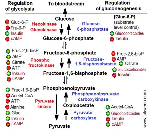 Ppt Coordinated Regulation Of Glycolysisgluconeogenesis