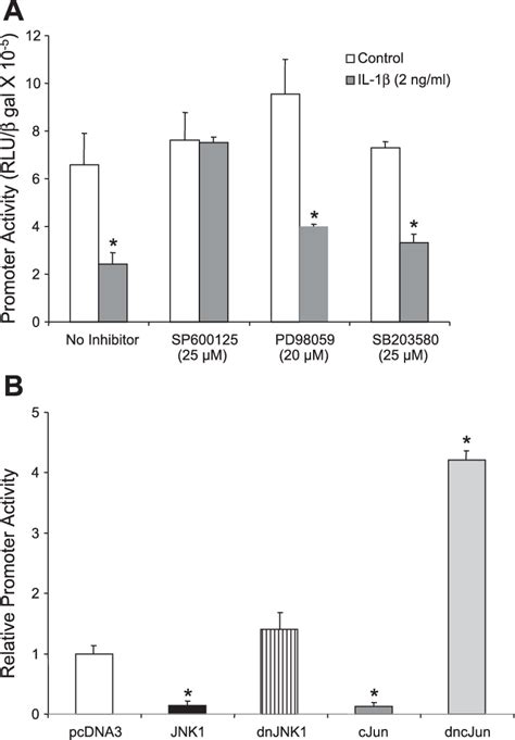 Effect Of Mitogen Activated Protein Kinase Mapk Inhibitors And C Jun