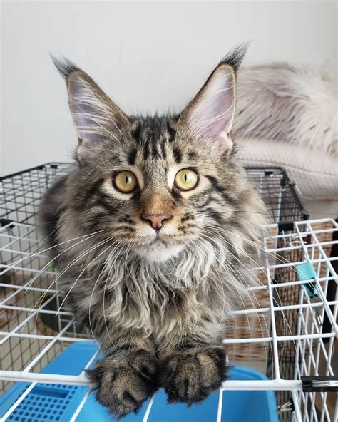 Our New Family Member Chewie Scrolller Our New Family Member Chewie Scrolller