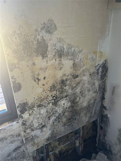 Mold Remediation Project Ca