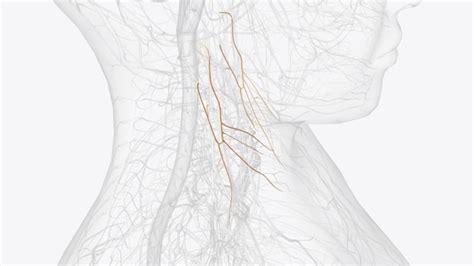 Premium Photo The Ansa Cervicalis Is A Loop Formed By Muscular