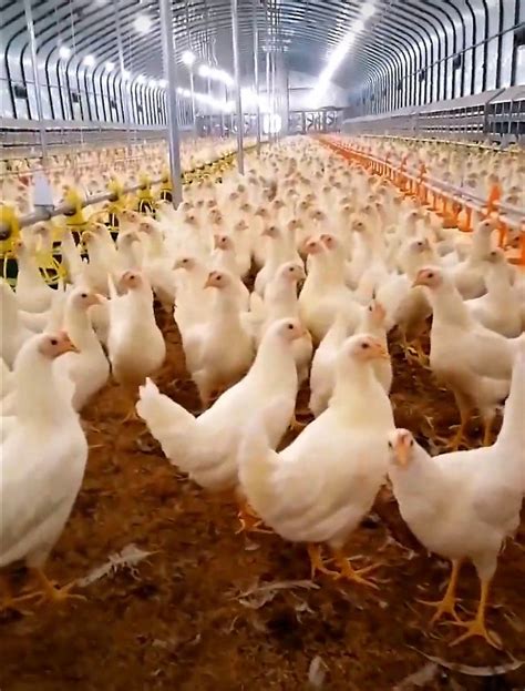 Зеленые корма для кур - 6 основных кормов | Какие зеленые ко… | Flickr