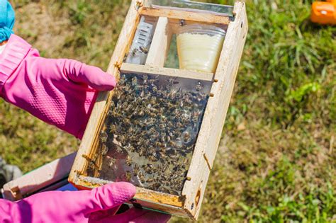 유리 뒤에 핵에서 레이블이 부족 순종 여왕 비 여왕 벌의 사육 넓어짐과 Beeholes입니다 여왕 벌의 인공 수정에 대 한 준비입니다 자연 경제 검사 보기에 대한 스톡 사진