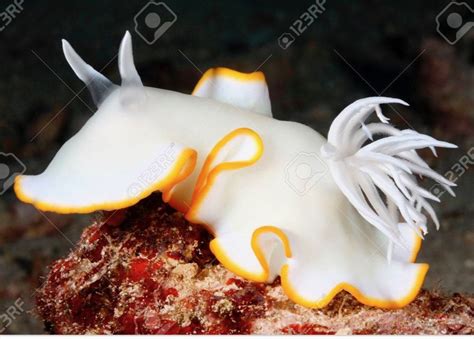 Life Cycle Of A Nudibranch
