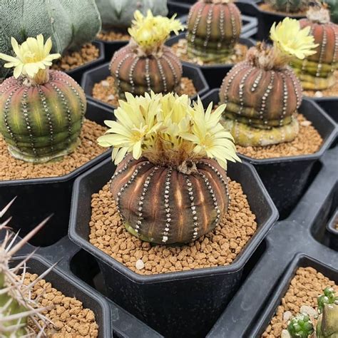 17 Types Of Popular Frailea Pictorial Guide