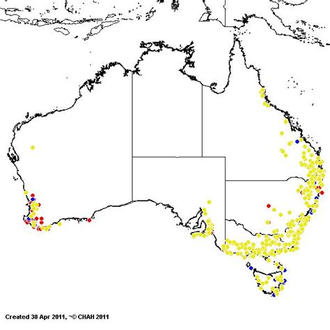 Microlaena Stipoides AusGrass