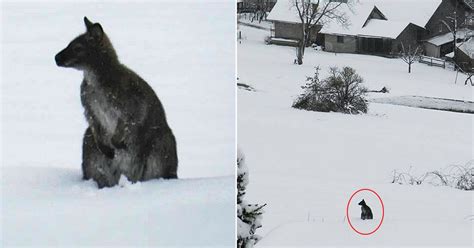 Is Anyone Missing A Kangaroo Escaped Marsupial Pictured Playing Around