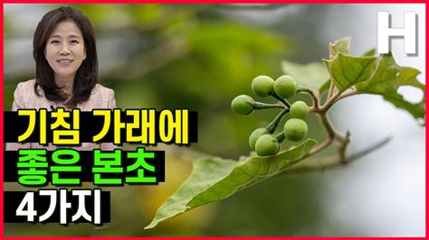 기침 멈추고 싶다면 기침 가래에 좋은 본초 4가지 ㎍ Gongquiz Blog