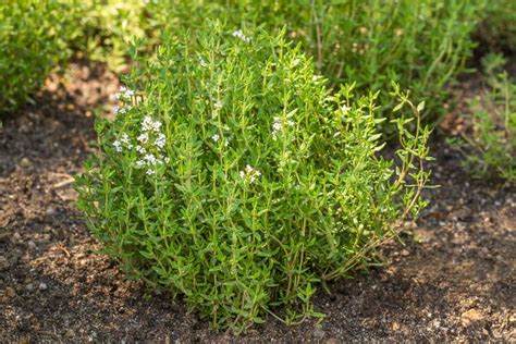Native Thyme Growing Conditions Native Foods
