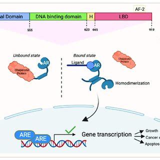An Overview Of The Androgen Receptor Ar Protein Structure And Its