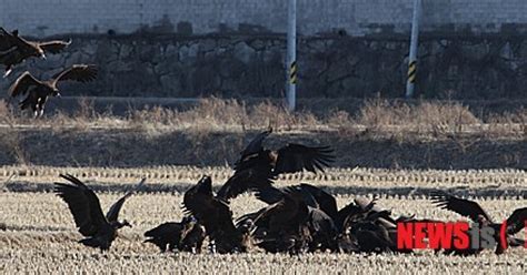 김해 화포천습지생태공원 독수리 먹이주기