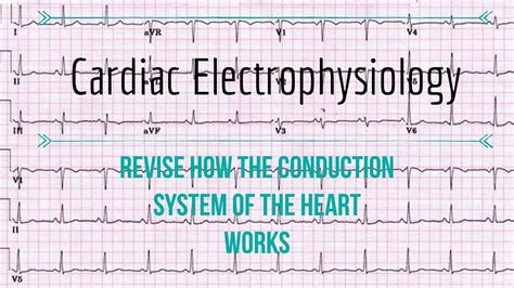 Cardiac Electrophysiology Youtube
