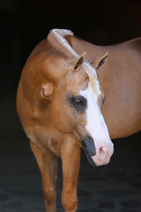 Dimensions Got Style Super Sires