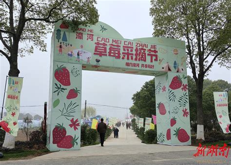 莓好时刻与君同行君山区柳林洲街道濠河村第二届草莓采摘节今日开幕 大美君山 新湖南