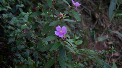 무료 보라색 봄 꽃과 나무 자연 꽃 Ppt 배경 Slidesdocs