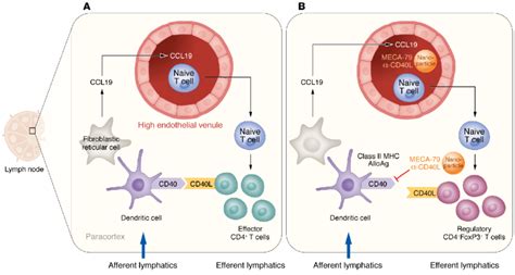 Fibroblastic Reticular Cells Organize Alloantigen Reactive Effector And