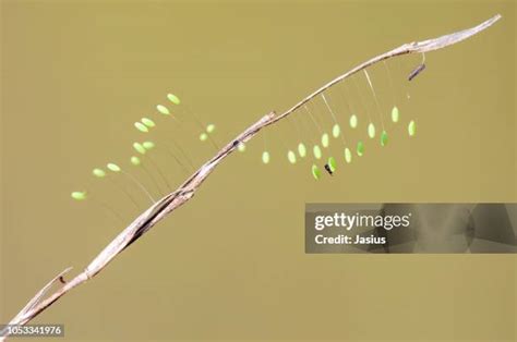 Wasp Eggs Photos And Premium High Res Pictures Getty Images