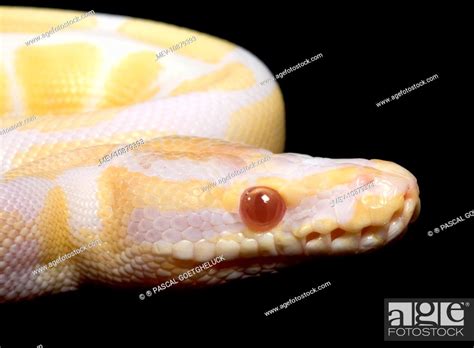 Royal Ball Python Albino Mutation Python Regius Africa Stock