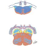 Choroid Plexus Formation