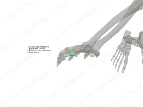 Lateral Carpometacarpal Ligament Of Thumb Right Complete Anatomy