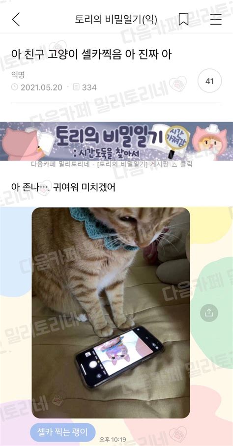 아 친구 고양이 셀카 찍음 진짜 아 인스티즈 Instiz 이슈 카테고리