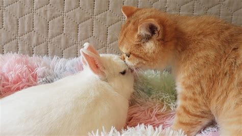 うさぎさんと仲良しの子猫たち 肉球ドットコム299