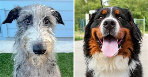 10 пород собак которые расстраивают нас своей малой продолжительностью жизни