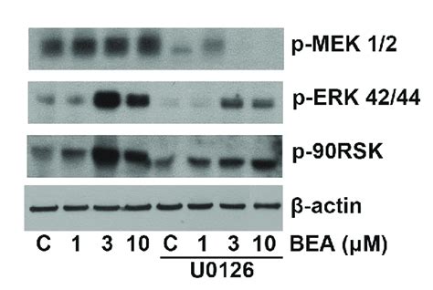 The Effect Of U0126 On The BEA Induced MAPK Kinase Protein Expression