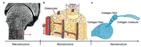 Hierarchical Organization Of Bone Tissue A Macrostructure Of Download Scientific Diagram