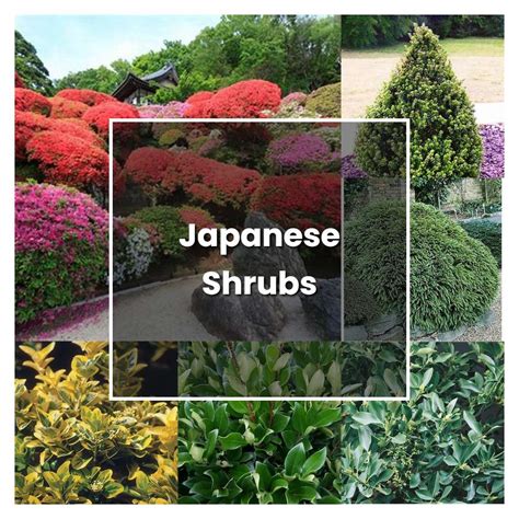 How To Grow Japanese Shrubs Plant Care And Tips Norwichgardener