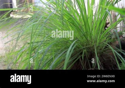 Lemongrass Plants That Grow In The Yard Are Used For Cooking Spices