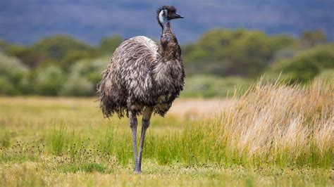 Emu Meat What You Need To Know About This Healthy And Sustainable Meat