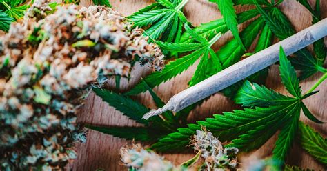Fumar Marihuana Con Frecuencia Aumenta El Riesgo De Enfermedad