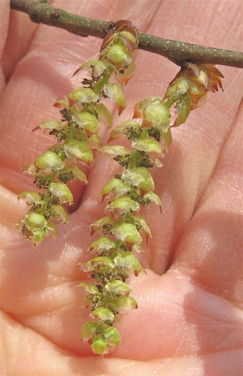Catkins Tree Guide UK Tree Identification By Catkins