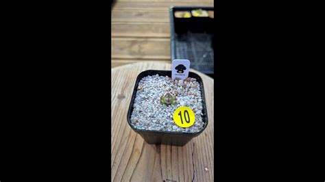 다육투어 라이브 다육판매영상 다육판매방 다육판매하는곳 다육이 다육이를부탁해 다육이판매영상 다육이라이브 다육이화분 선인장 코덱스 코노피튬 Youtube