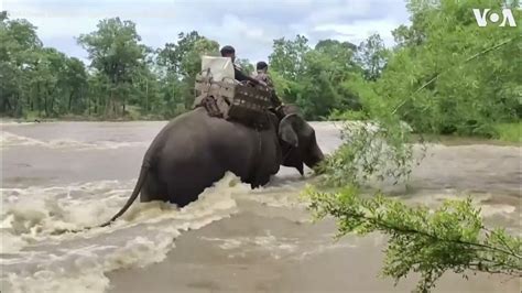 ກຳ ປູ ເຈຍ ໃຊ້ ຊ້າງ ສົ່ງ ຫີບ ບັດ ໄປ ຍັງ ບ້ານ ສອກ ຫຼີກ ແຫ່ງ ນຶ່ງ Youtube