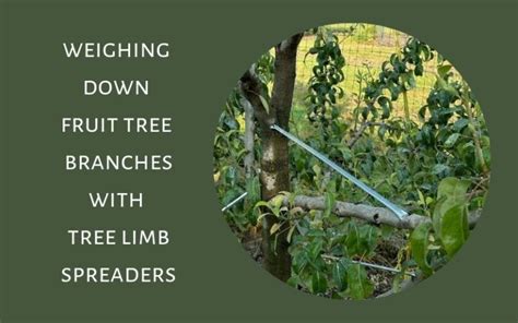 How To Weigh Down Fruit Tree Branches The Best Fruit Tree Limb