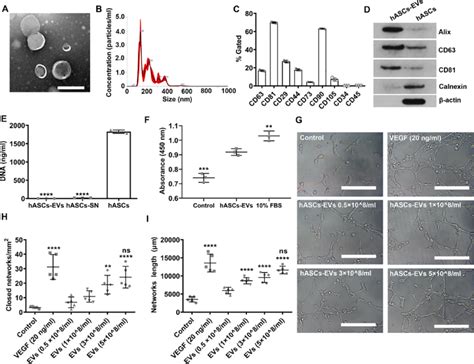 Human Ascs Evs Characterization And Proangiogenic Capability In Vitro