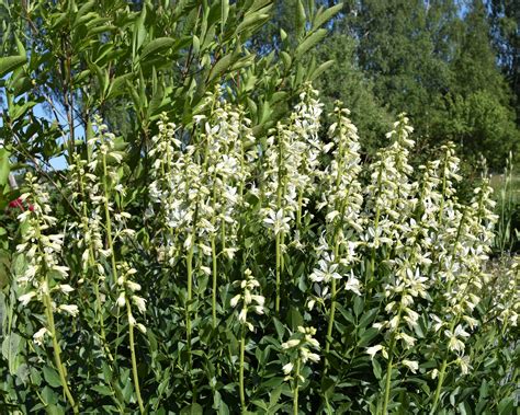 Dictamnus Albus Albiflorus Bare Roots Buy White Dittany Online At