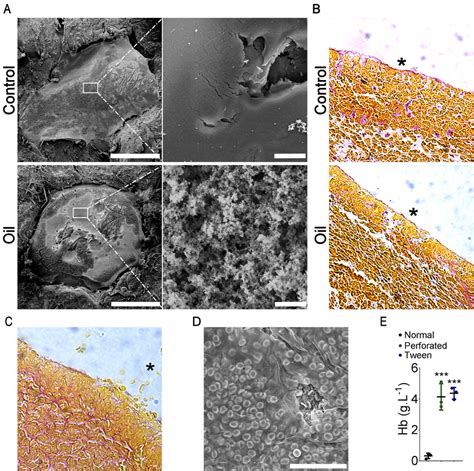 Fibrin Film Formation In Vivo A Clots Were Formed In A Ventral Download Scientific Diagram
