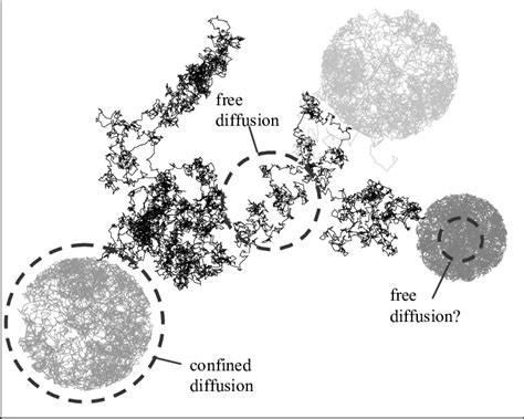 Hindered Diffusion By Domains The Determination Of Diffusion