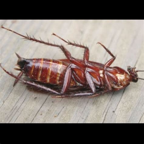 Бяха плъзнали навсякъде пълен кошмар но сложих по едно листо от тази