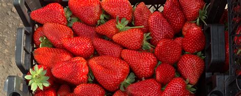 Овощи Фрукты и Сухофрукт доставка до дома НАТУРАЛЬНЫЕ ПРОДУКТЫ Орехи