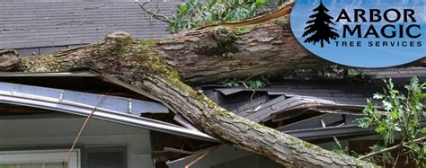 Hazardous Emergency Tree Removal L Trimming Pruning Cutting L Bothell Mercer Island