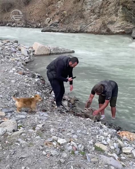🦌 მდინარე არაგვში ჩავარდნილი შველი ფასანაურის მკვიდრმა გადაარჩინა და