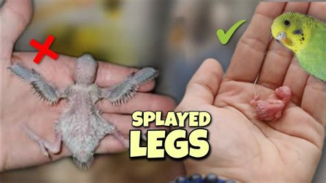 Parakeet Legs At Johnnie Hart Blog