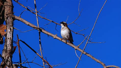 도시에서 참새가 사라지나요 Infobae