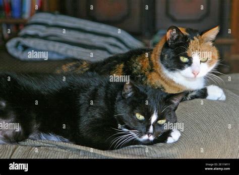 A Colorful Calico Cat And A Tuxedo Cat With Distinctive Markings Are Close And Hang Out Lazing