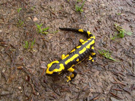 Salamandra Morada Y Amarilla