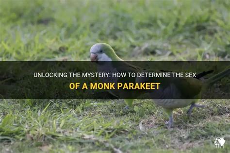 Unlocking The Mystery How To Determine The Sex Of A Monk Parakeet